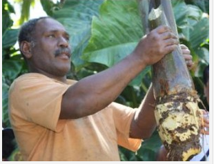 Giant Swamp Taro: Untapped Potential in the Pacific • We Blog The World