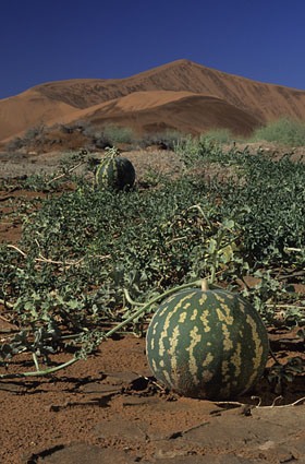 Tsamma Melons: Watermelon’s Wild Cousins • We Blog The World